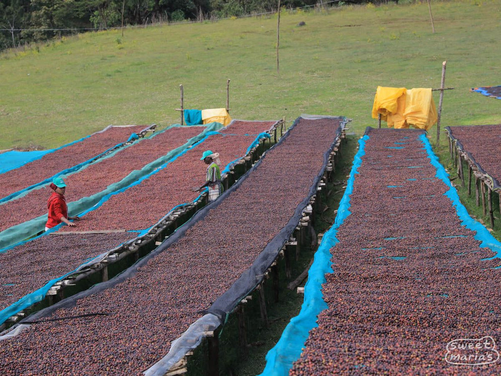 1517 Reformation Roast - Coffee to celebrate the 500th anniversary ...